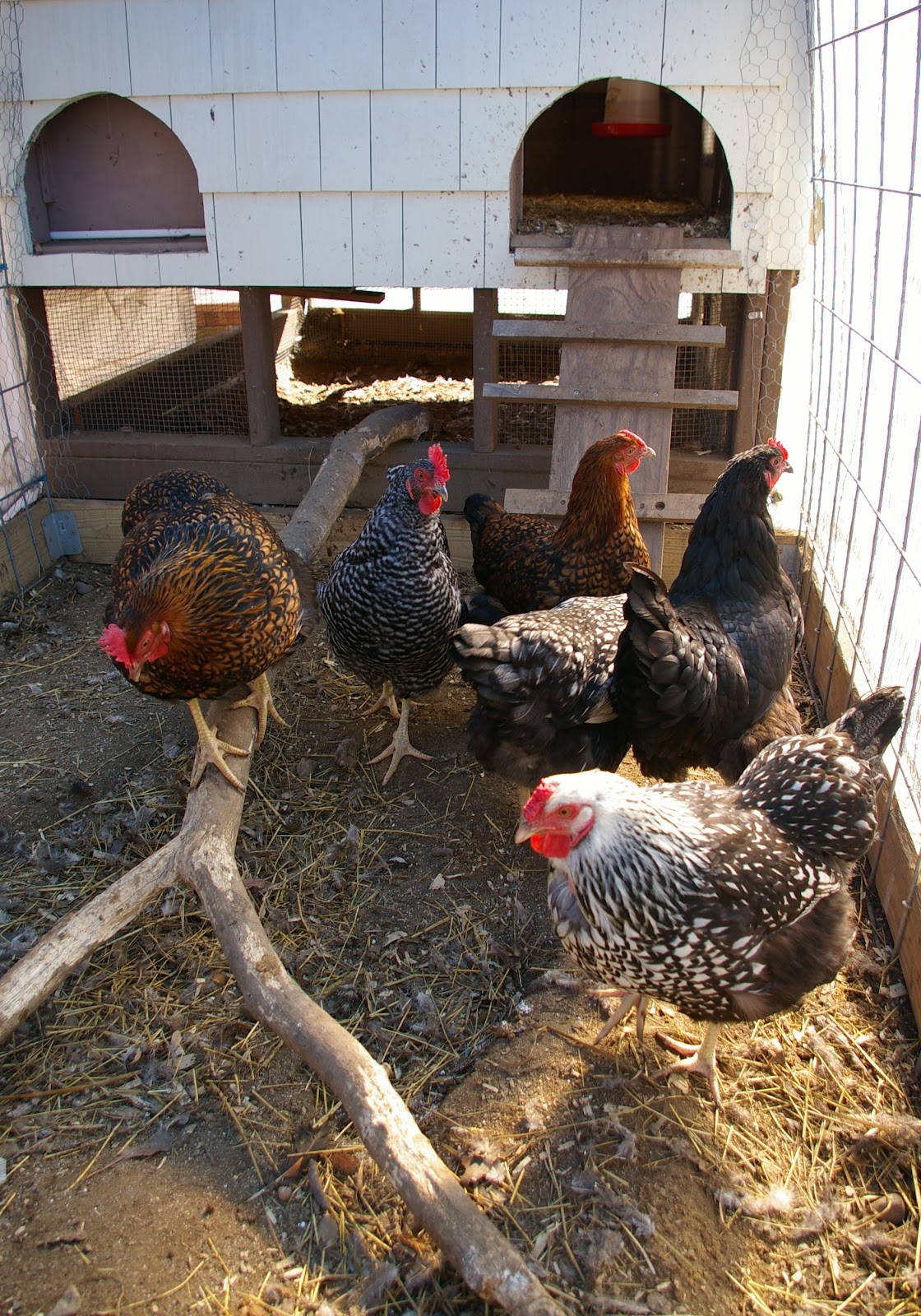 Our Youngest Generation | Community Chickens