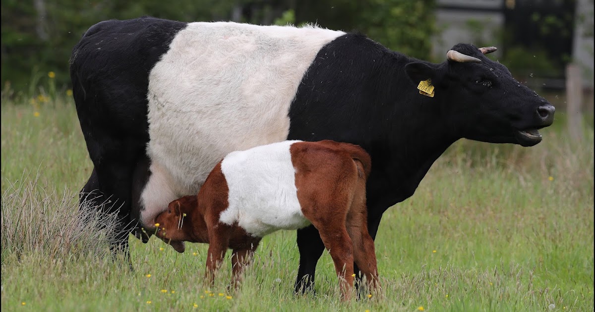 Meijco: 1-potige Westerwoldse kraanvogel