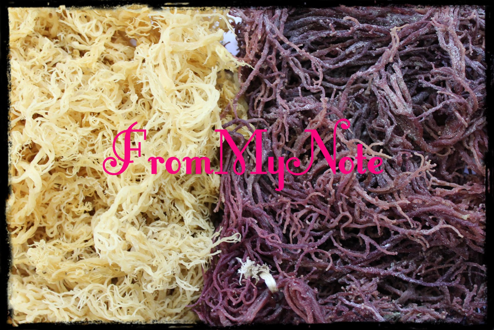 PENGENALAN RUMPAI LAUT ~ From My Note