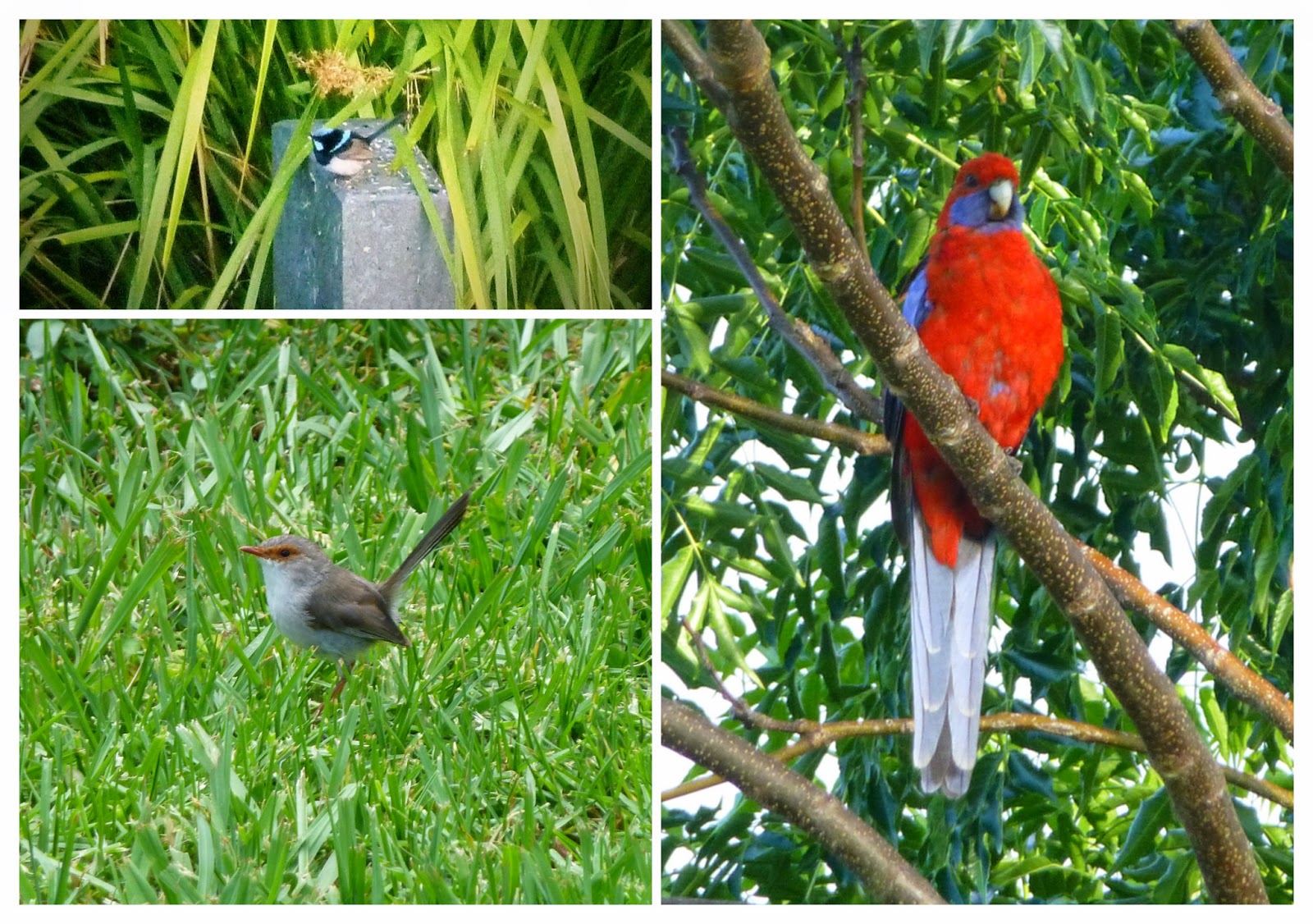National Park Odyssey: Springbrook National Park, QLD. Part 1: Purling ...