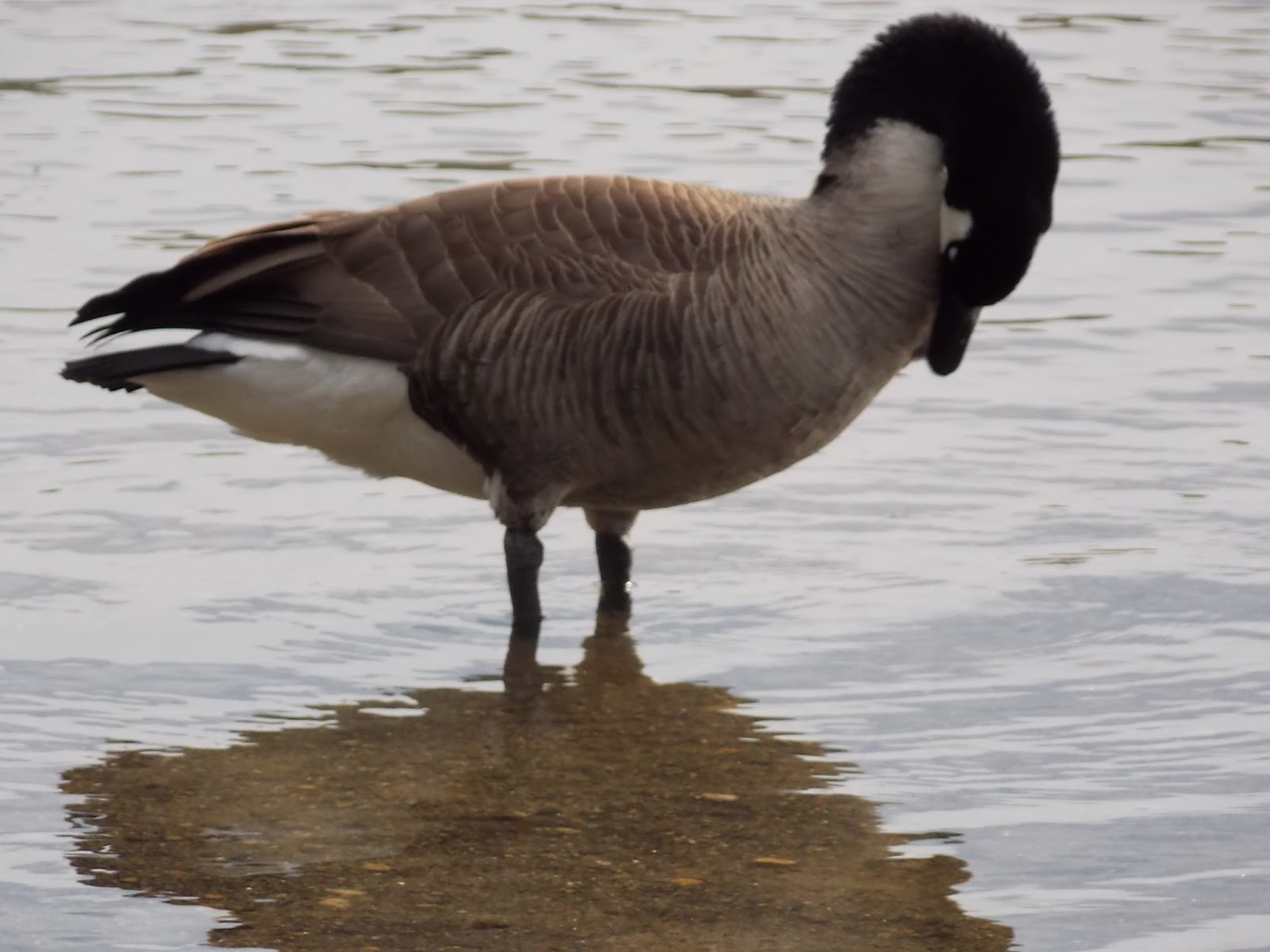 Living in Black Mountain, NC: The original Goose Neck