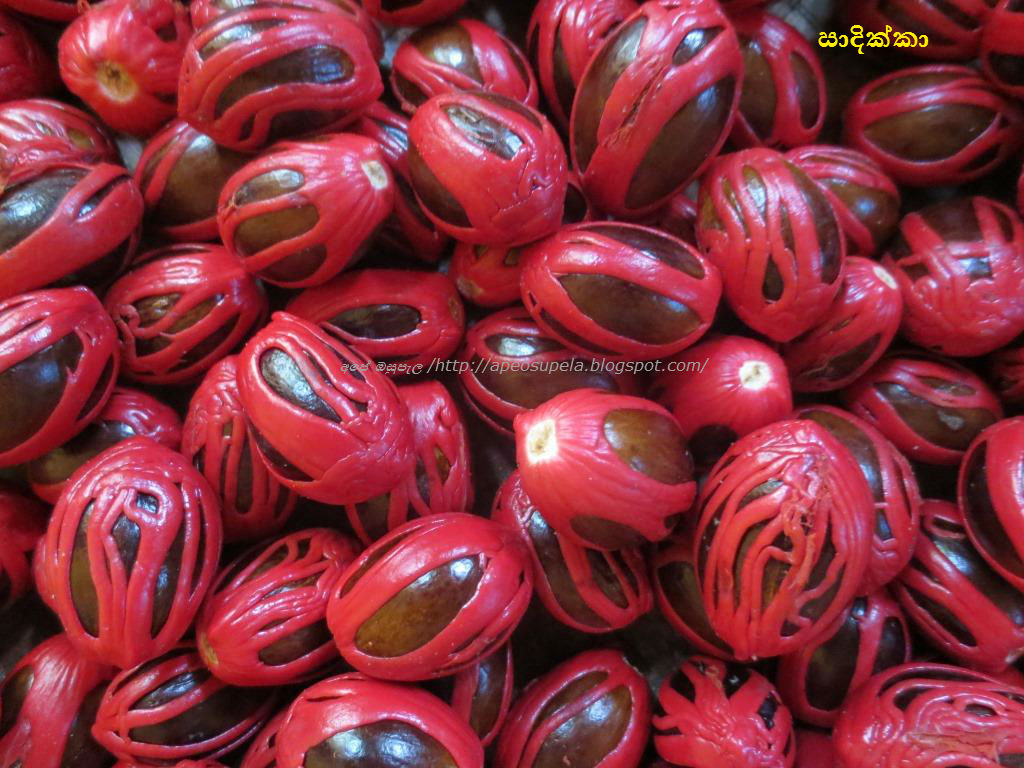 සාදික්කා [Sadikka] (Myristica fragrans) ~ අපේ ඔසුපැළ Medicinal Plants ...