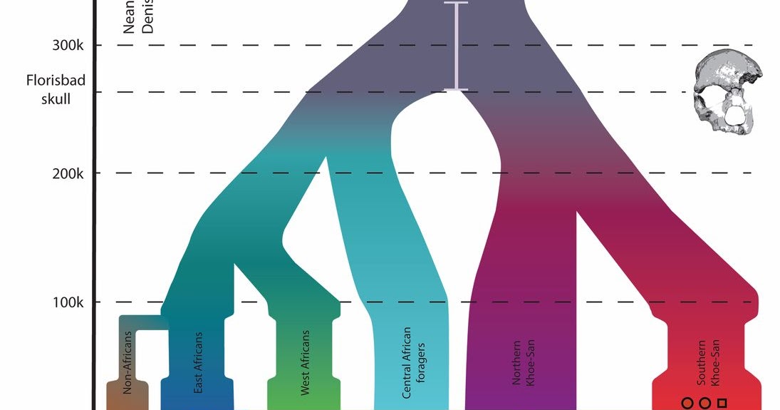 Rosa Rubicondior: DNA Shows Complex Human Evolution in Africa