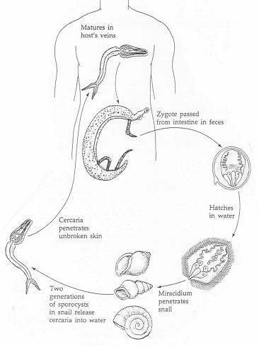 Platyhelminthes: FLUKES – Class Trematoda