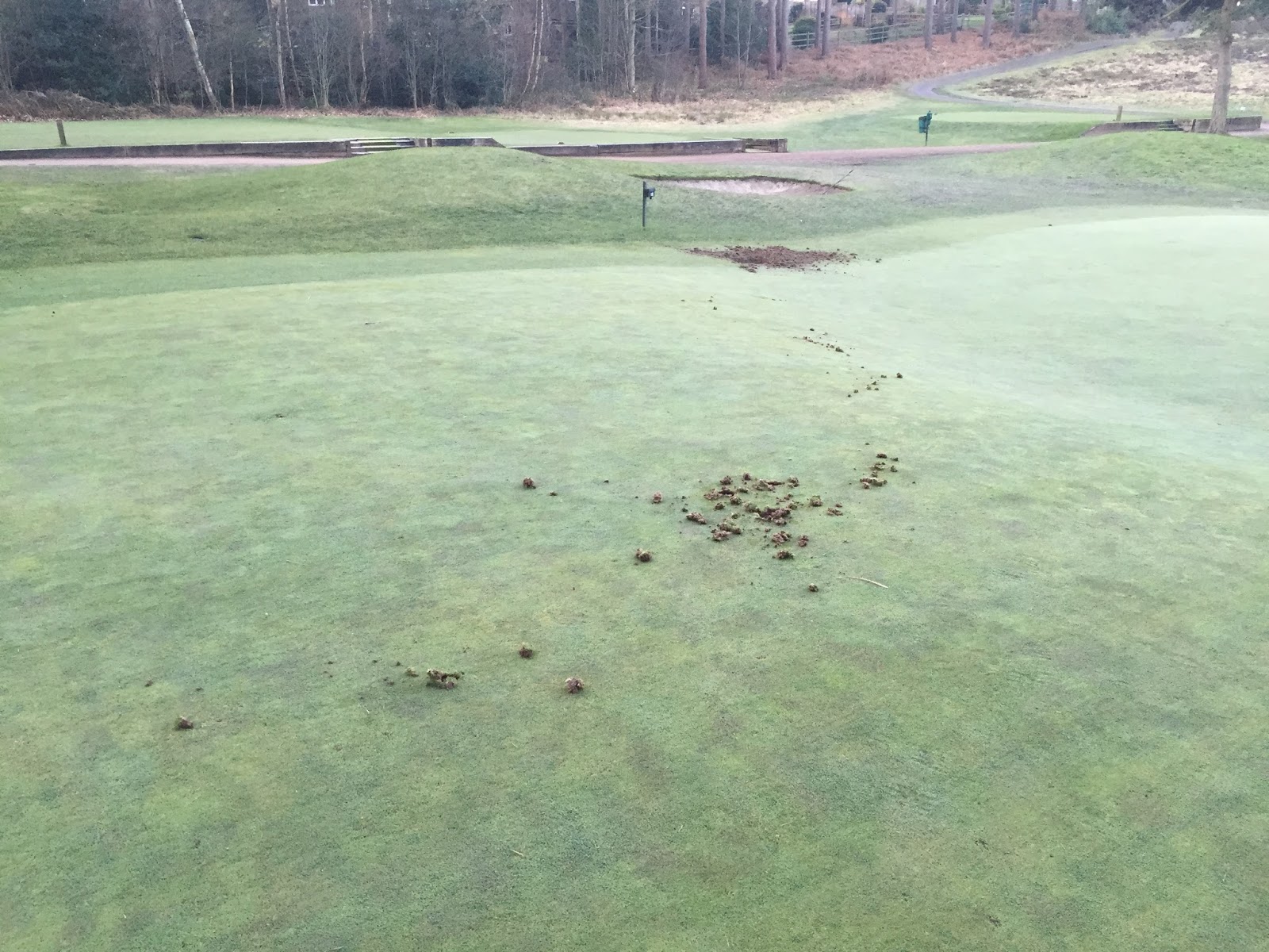 Camberley Heath Golf Club : Badger Damage!