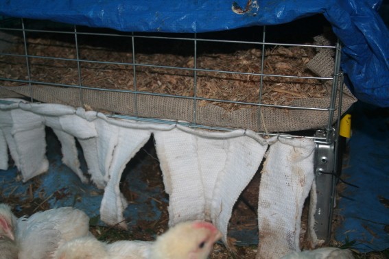 the natural chicken: Details of most recent cold brooder...
