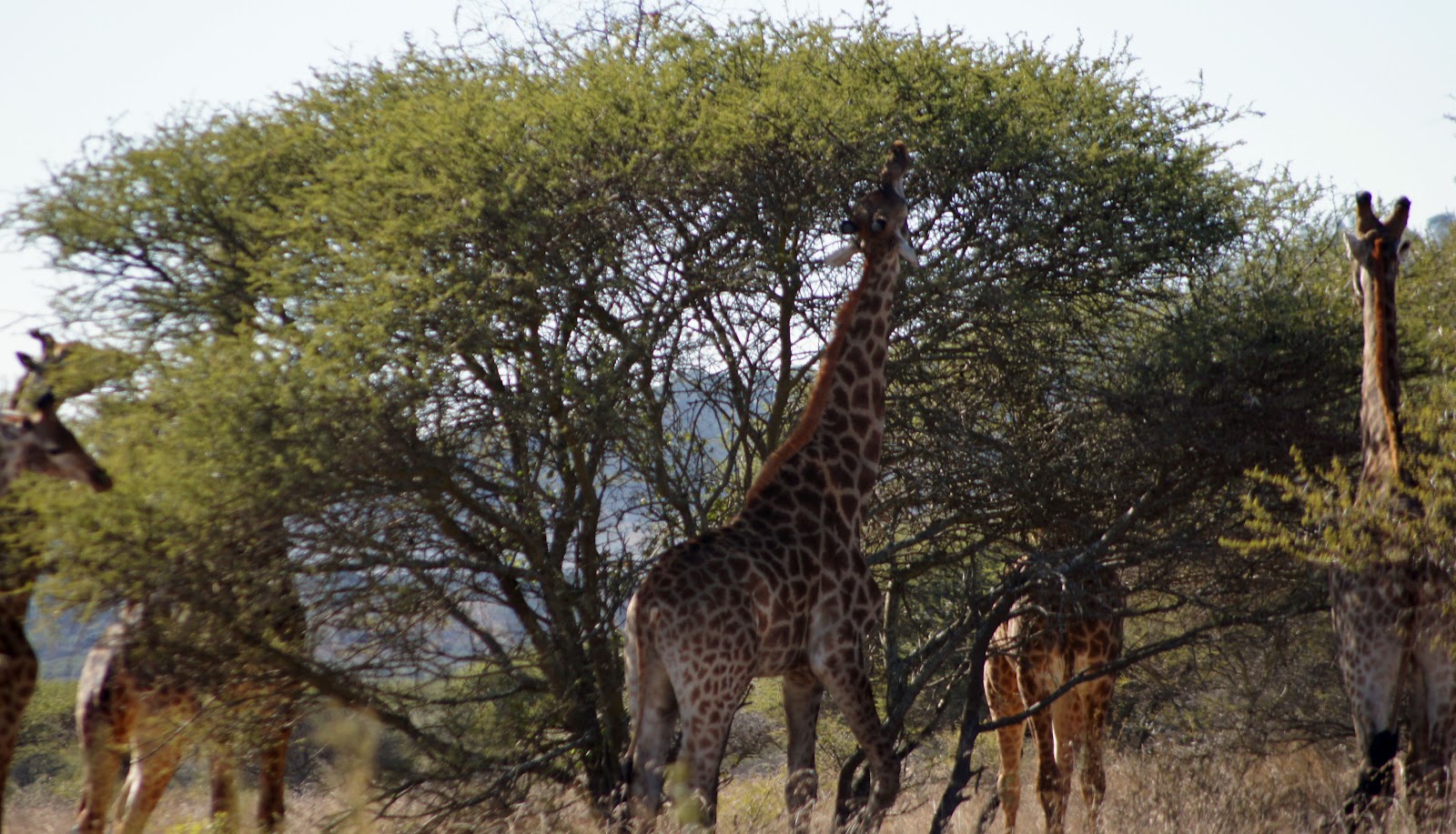 På jobb i Sydafrika: Polokwane Game Reserve