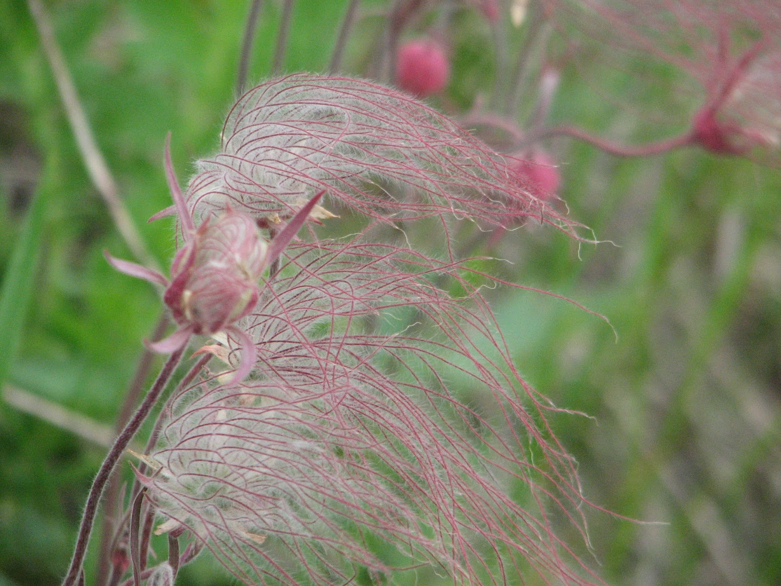 troutbirder: Prairie Smoke