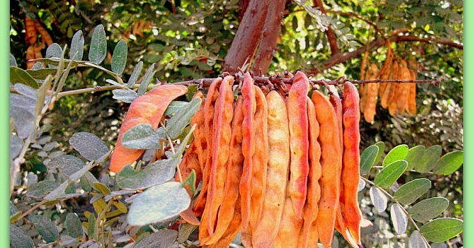 PLAAN : TARA - Caesalpina spinosa