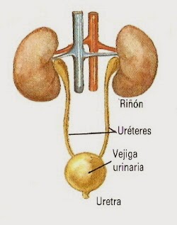 El Blog del "Profe" Juan (Ciencias): El Aparato Excretor