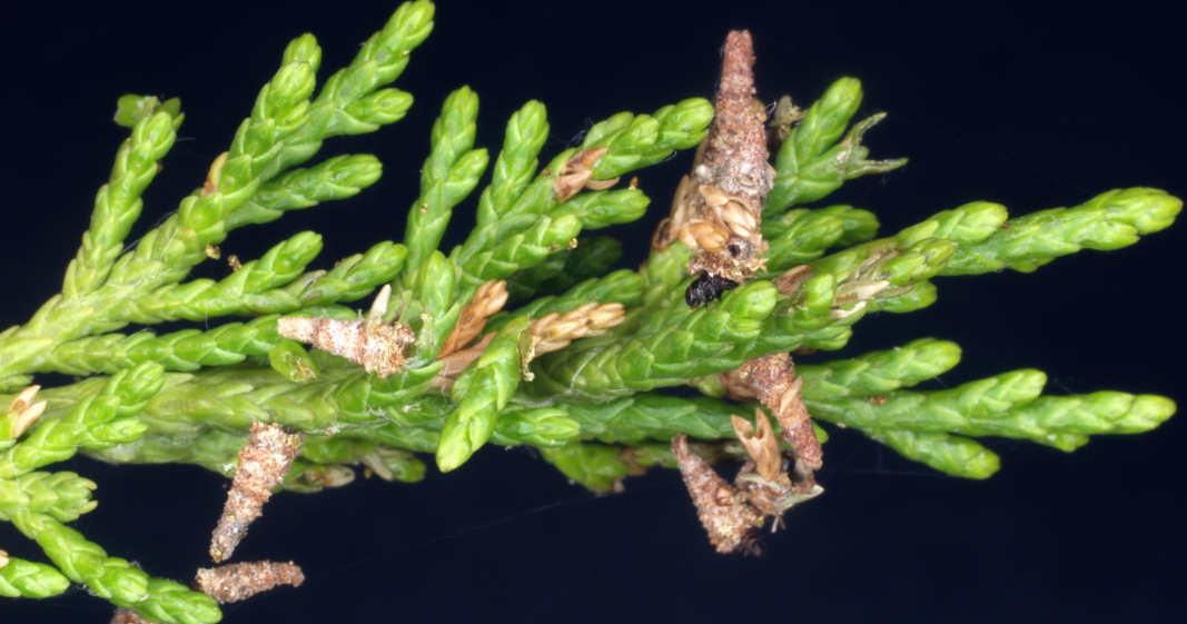 Arthro-Pod: How to Deal with Bagworms