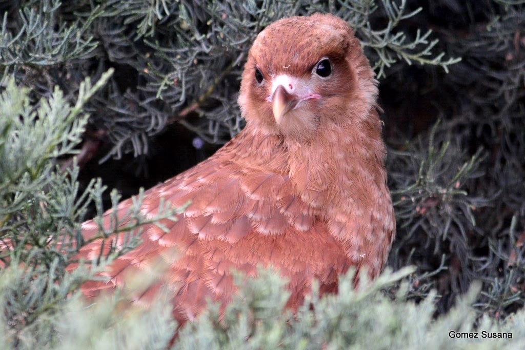Aves de Lobería.: CHIMANGO Milvago chimango