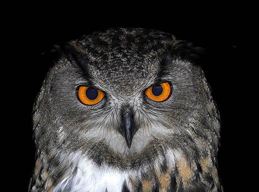 EL LADO OSCURO: EL BÚHO: ¿Un ave que atrae la mala suerte?