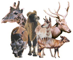 Conociendo a las aves y mamiferos: LOS EUTERIOS