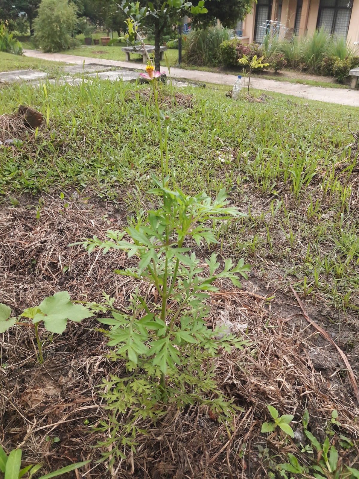 kebun sejemput...: Ulam Raja Dari Semaian Pucuk