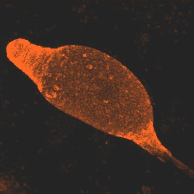 c'est les microbes: The fly, the amoeba, and the worm