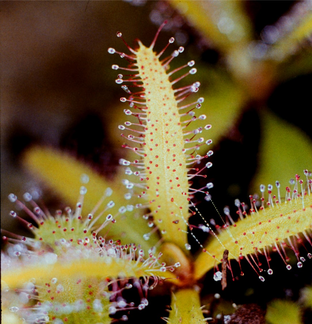 Botany Professor: November 2015