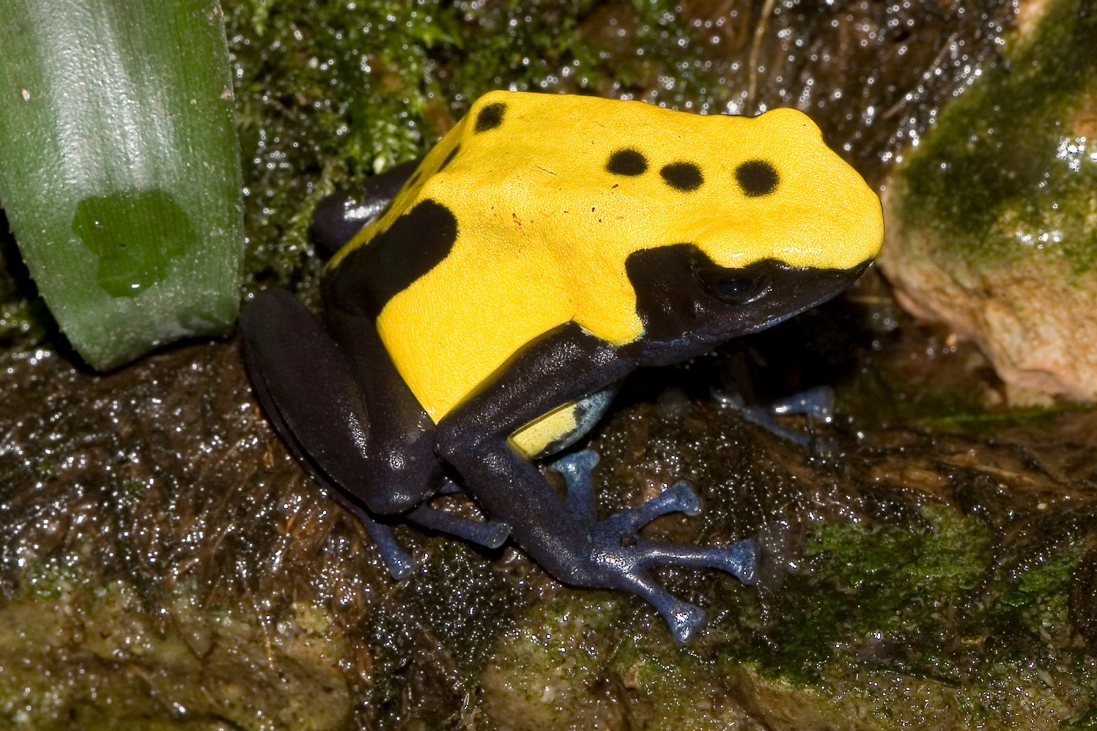 Dendroland: Diario de una Citro (Dendrobates Tinctorius "Citronella")