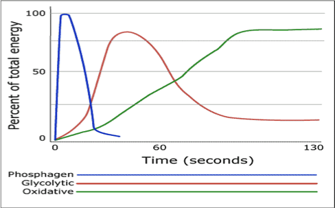 IB SEHS- The Survival Book: 2015