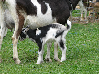Alsea Acre Goat Cheese: What do you do with the old goats? "Jack's Goat"