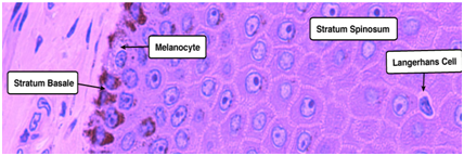 Pathology Cases: LN review