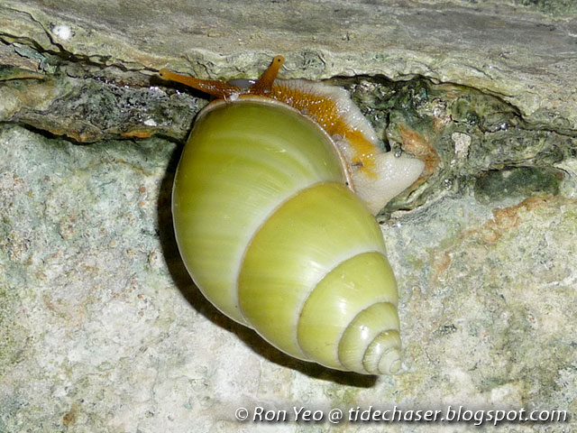 tHE tiDE cHAsER: Terrestrial & Freshwater Gastropods (Snails & Slugs ...