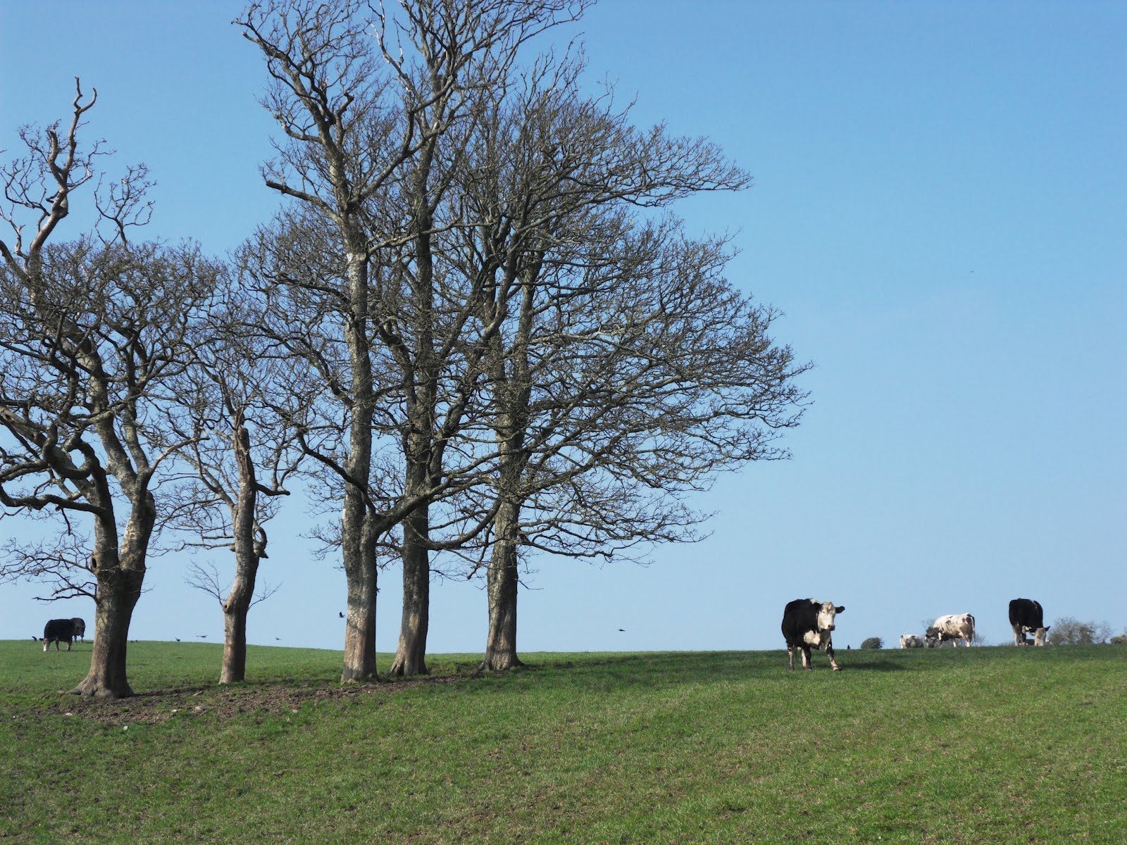 67 Not Out: Menabilly Daphne Du Maurier's Manderley In Cornwall