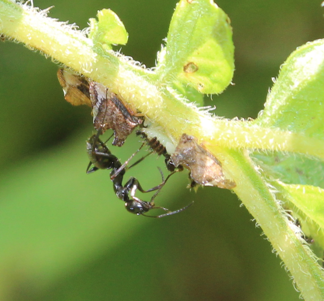 Anubis Bard: Ants farming their treehopper nymphs