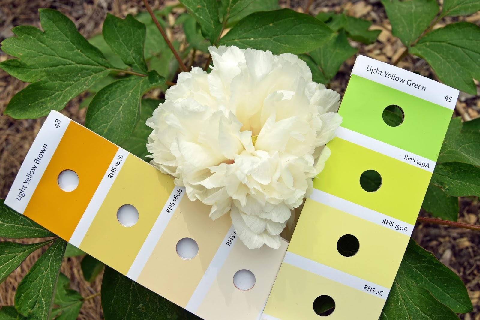 Southern Peony: 2018 RHS Colours 200 Peony Varieties' Bloom Colors ...