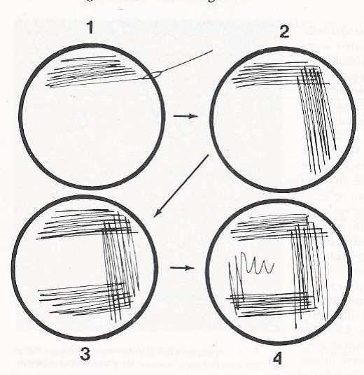 Bacteriologia: Practica 7