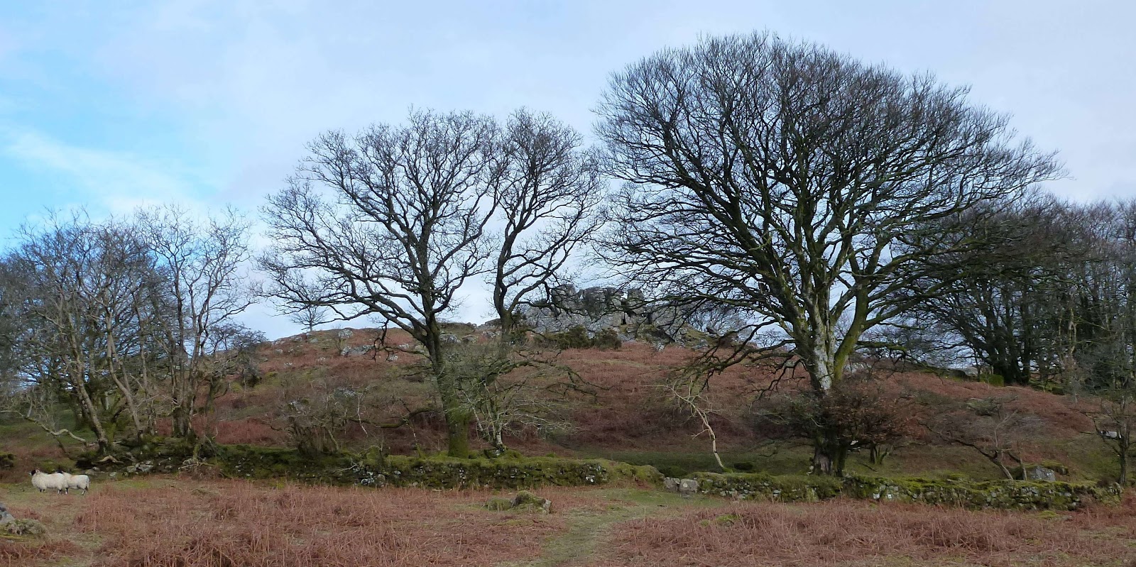 My Dartmoor Walks: Friday 17th February Down Tor
