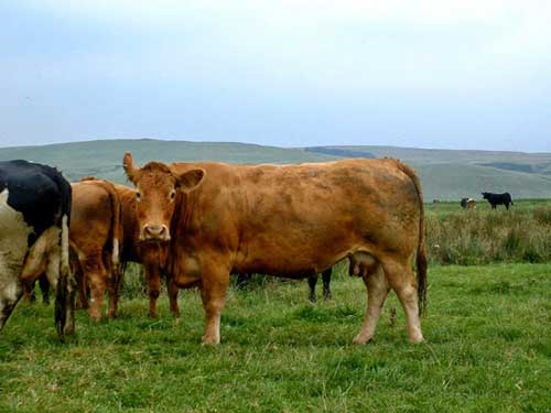 Penggemukan Sapi Dengan Sistem Pasture Dan Dry Lot Fattening - Fahmy Zone