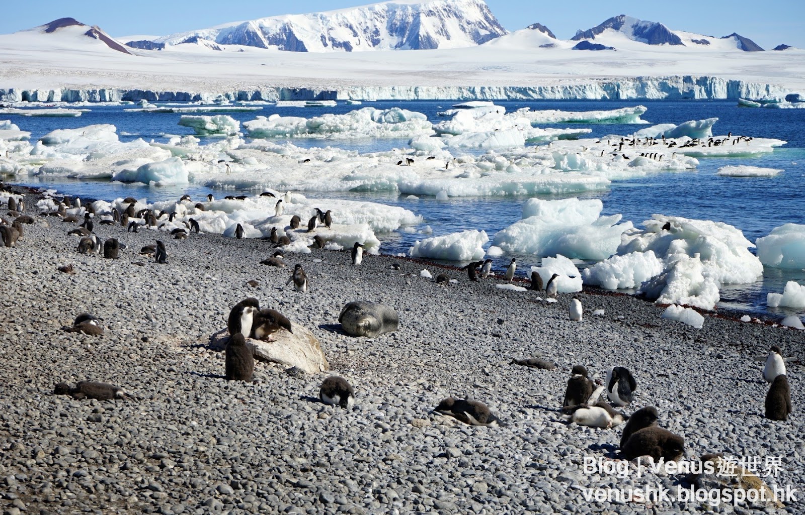 Venus遊世界: Day 11 南極第二站上篇──布朗海崖Brown Bluff