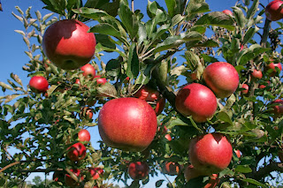 East Coast Wineries: East Coast Cider: A Primer of the Best Ciders