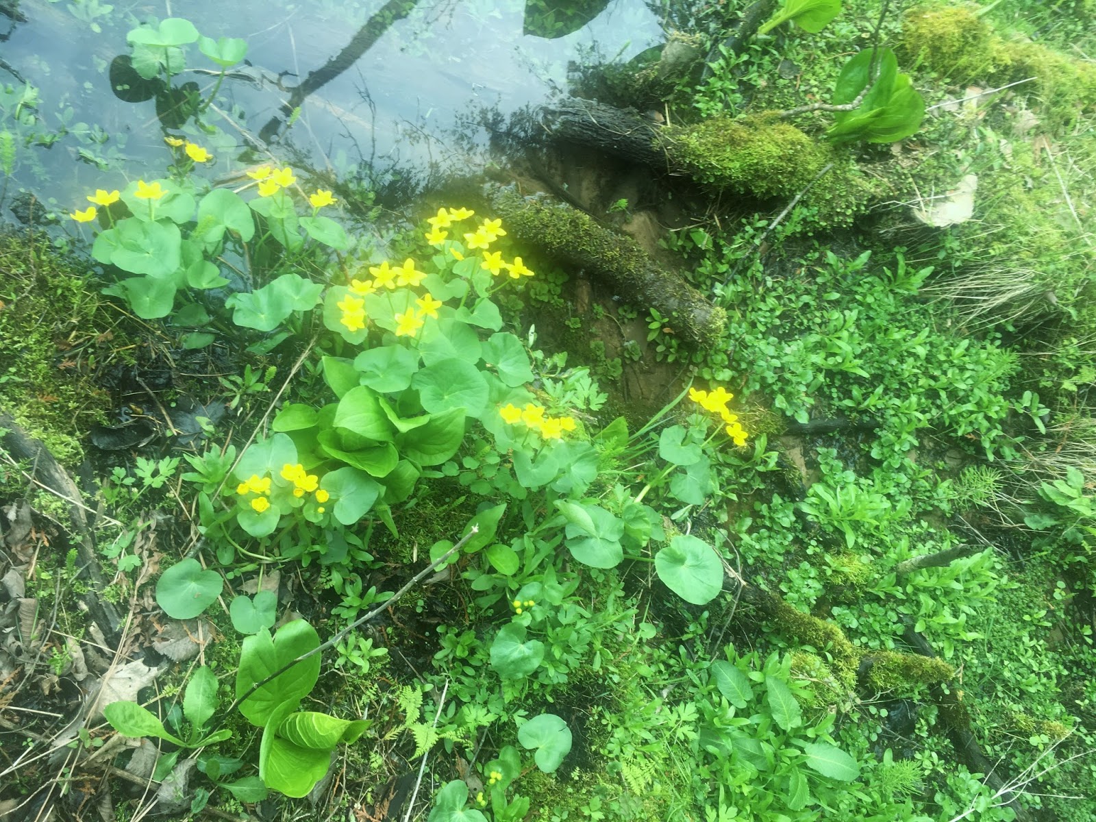 A Michigan May- Living in paradise! ~ Matt Supinski's Gray Drake Lodge ...