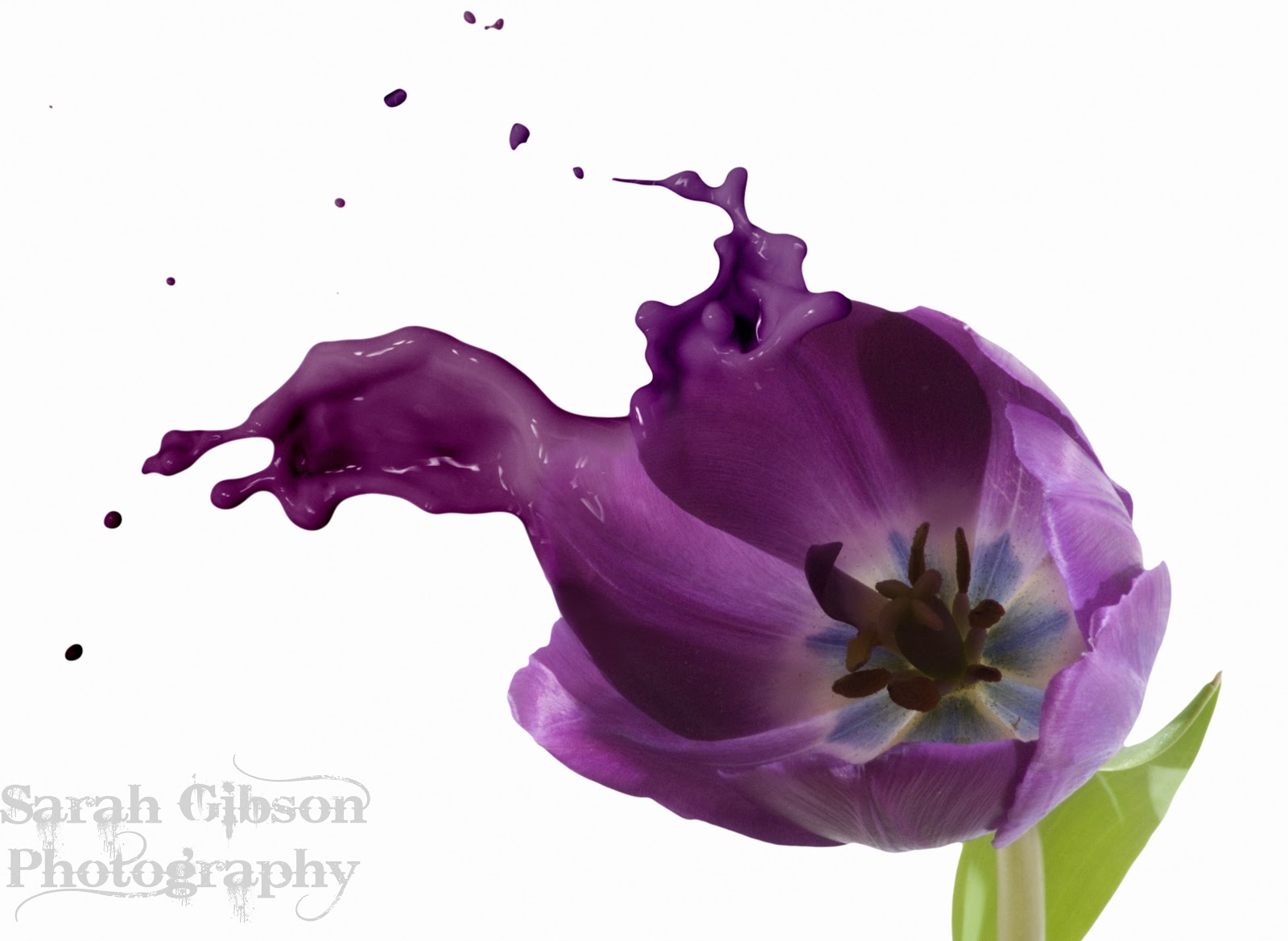 Sarah Gibson Photography: Liquid Flower
