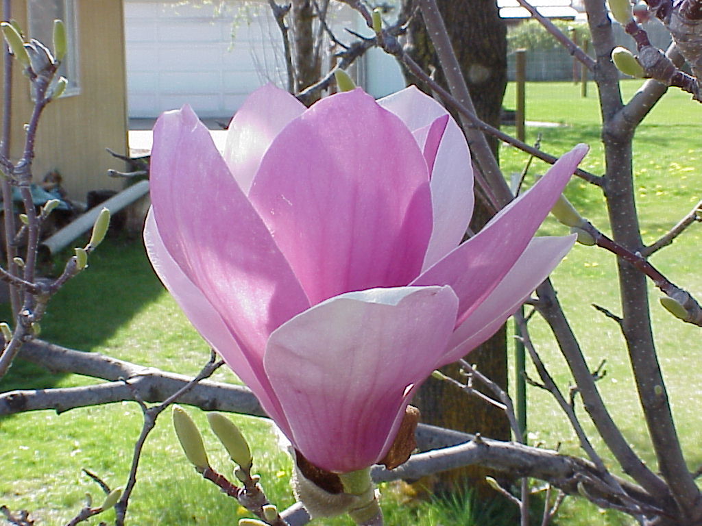 Trees of Santa Cruz County: Magnolia x soulangiana - Saucer Magnolia