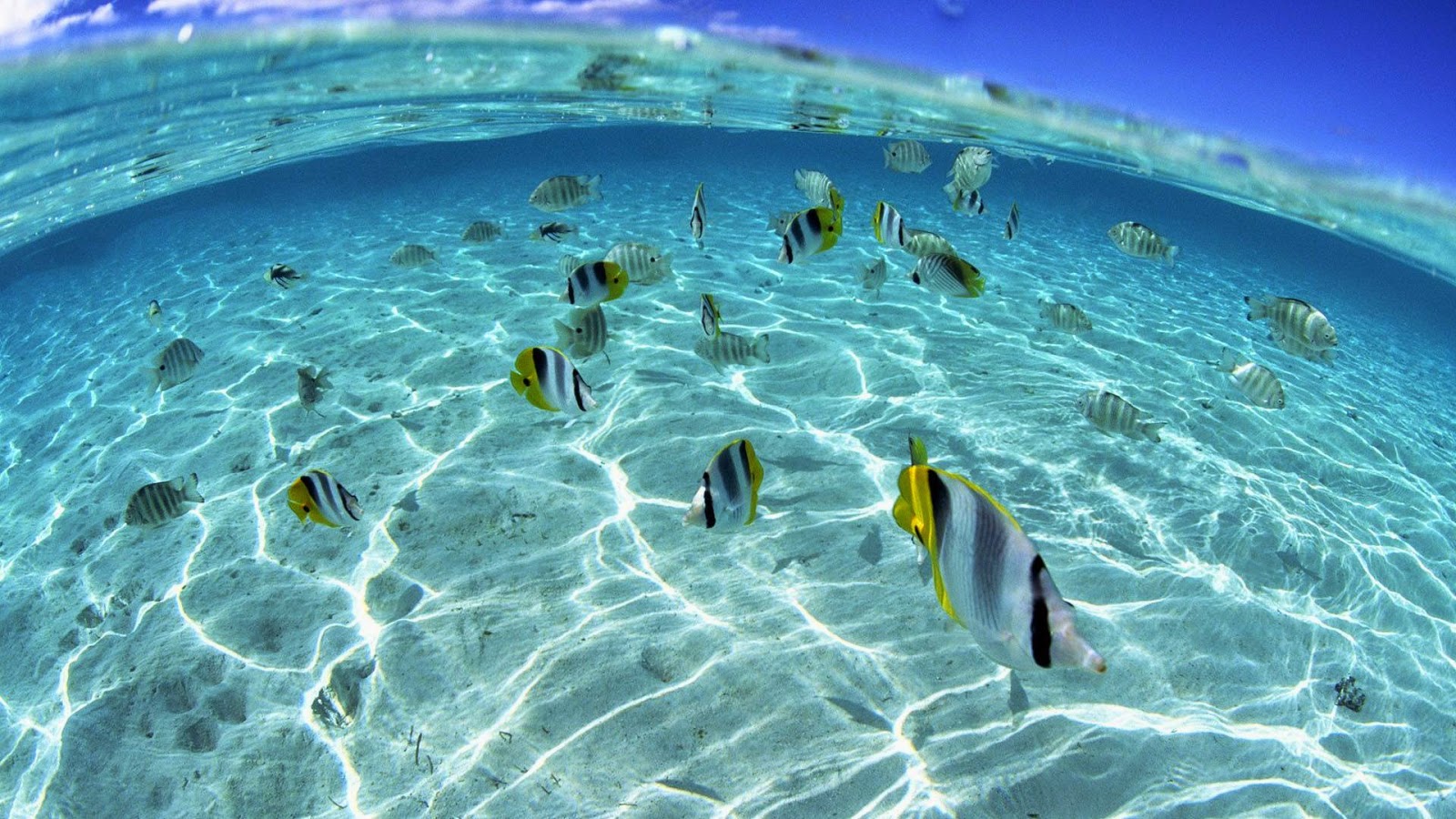 Mac OS X Wallpapers: Underwater Wallpaper Hd