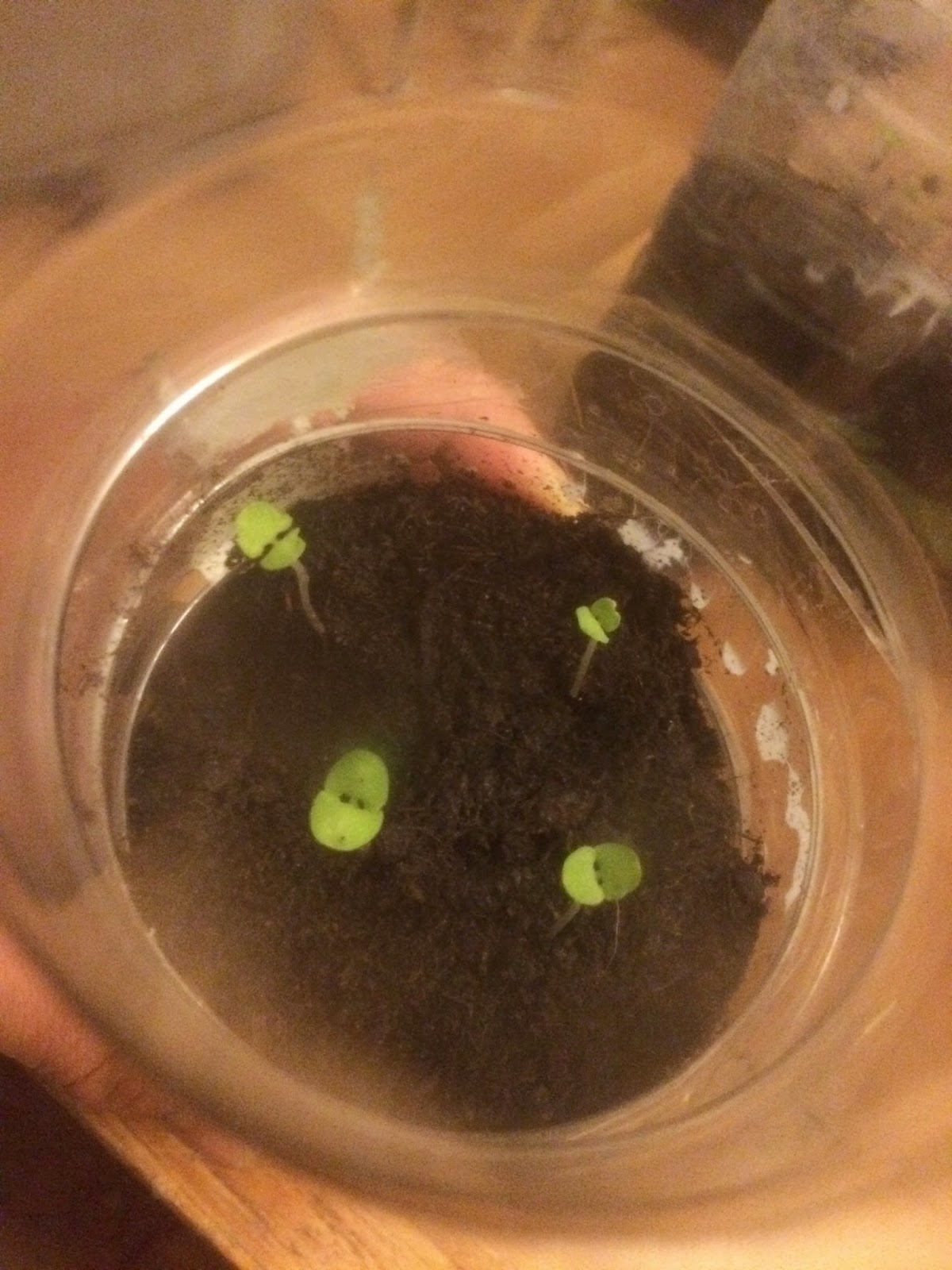 LE POTAGER DE BALCON DE MADAME LAITUE À PARIS : BILAN DES SEMIS 15 ...