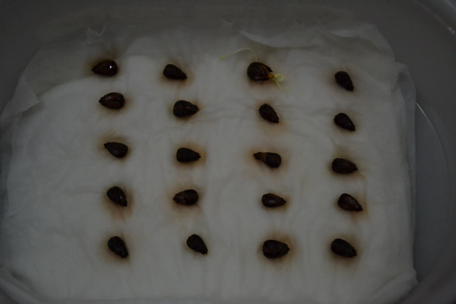 THOMASGRAPE: CARA SEMAI BIJI ANGGUR