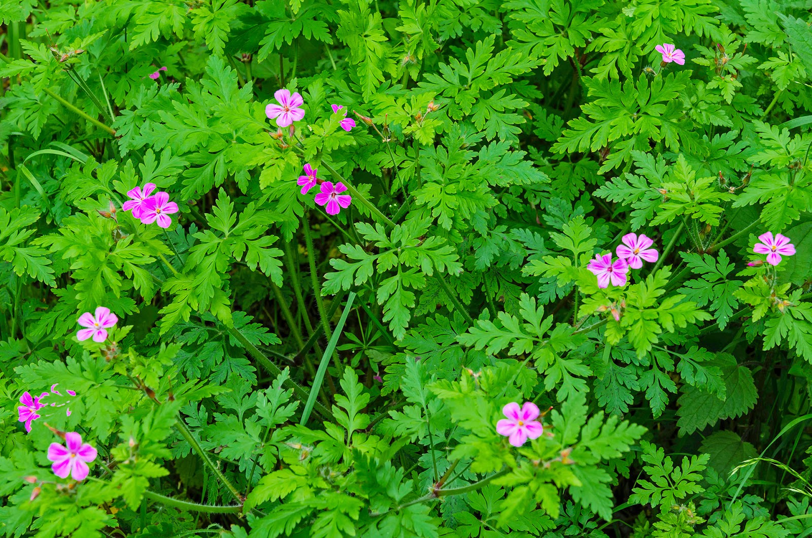 Flores y Paisajes de Asturias : Geranium robertianum