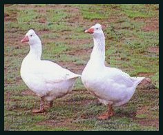 The Official PoultryBookstore.com Blog: Light Geese