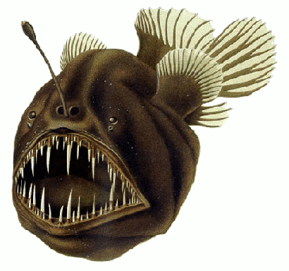 Portal Fish Picture: Humpback Anglerfish