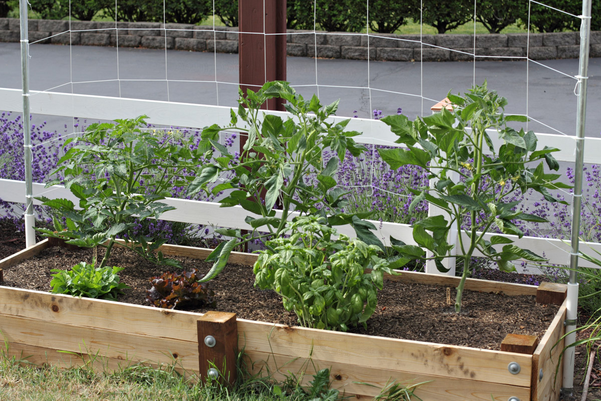 "We do it the Hard Way": Conduit Trellis Frames