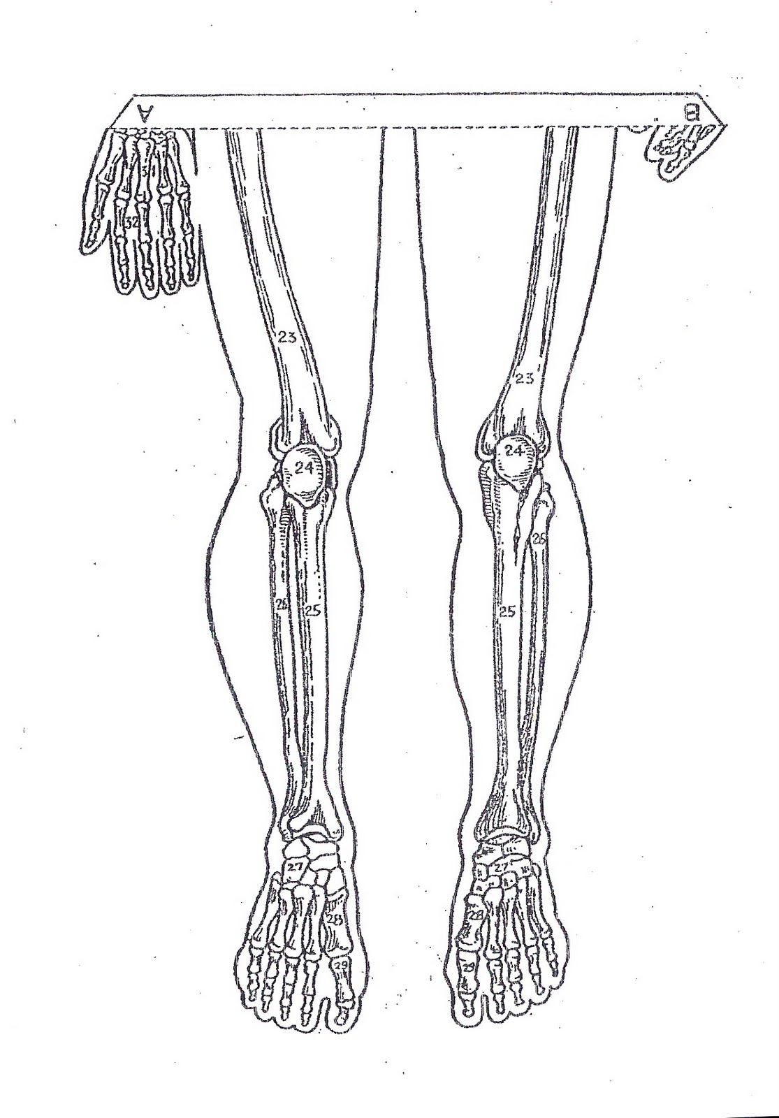EL BLOG DE LES CIENCIES: NATURALS: anatomia de l'esquelet humà i els ...