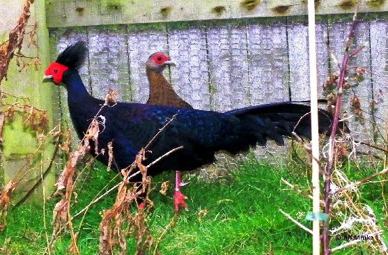 The List: More pheasant birds