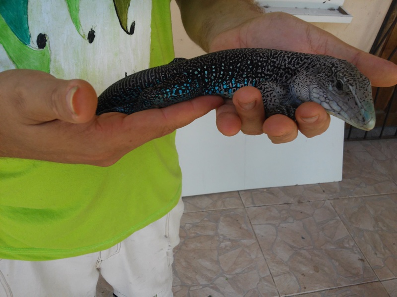 Jardim Wilton Matos: Calango-Verde