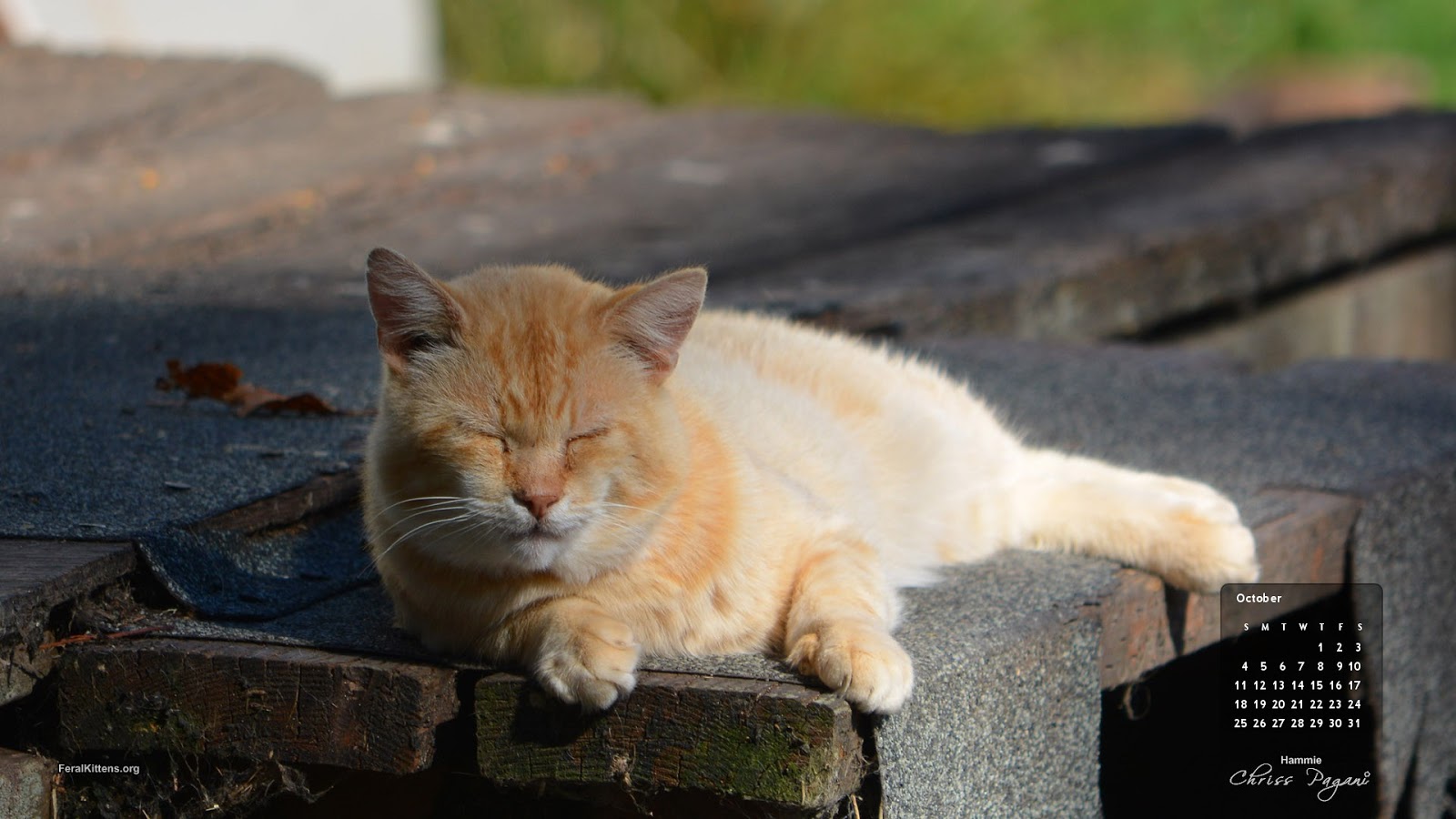 October Cat of the Month Wallpaper - Hammie Bobtail