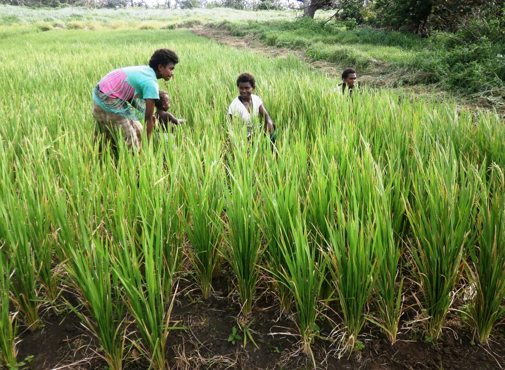 NARI - EU ARD PROJECT VANUATU: Rice Demonstration Plot