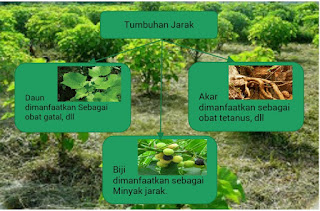 KaryaTulisIlmiah123.com: Tumbuhan Jarak bisa dimanfaatkan jadi